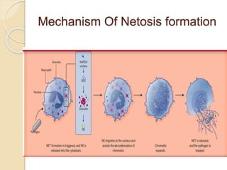 Neutrophil extracellular trap | PPTX