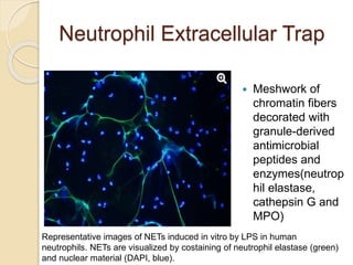 Neutrophil extracellular trap | PPTX