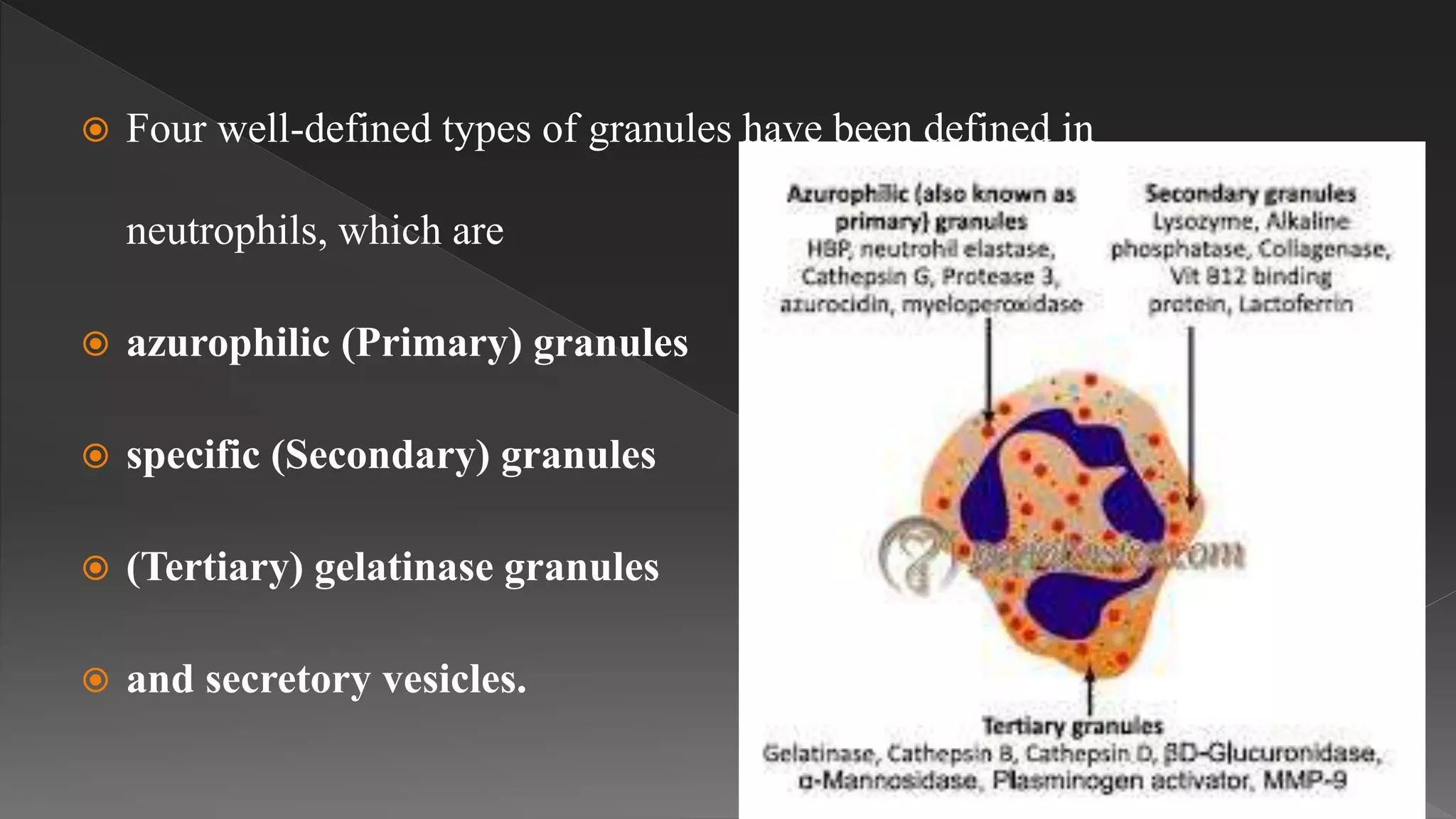 Neutrophil in health and disease | PPTX