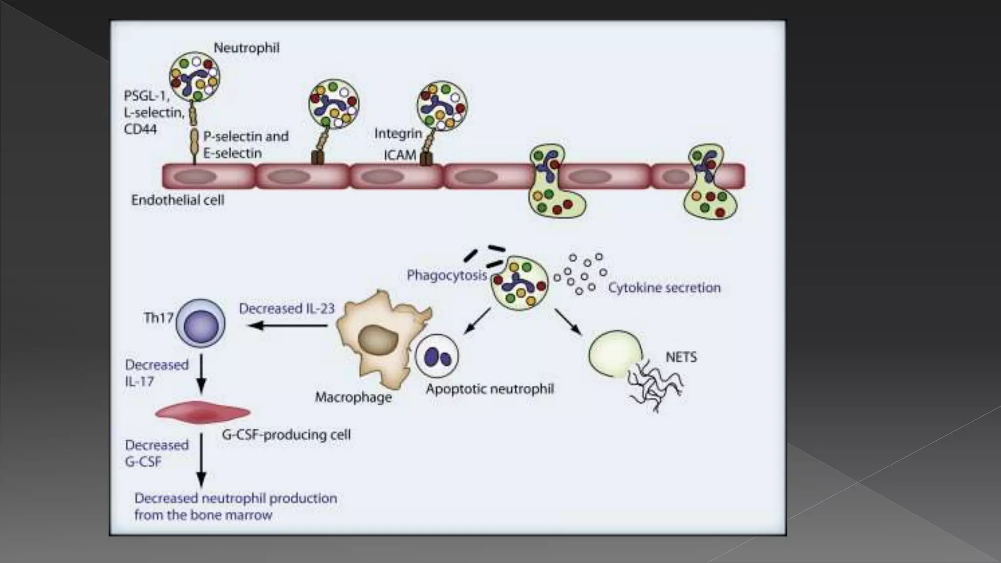 Neutrophil in health and disease | PPTX