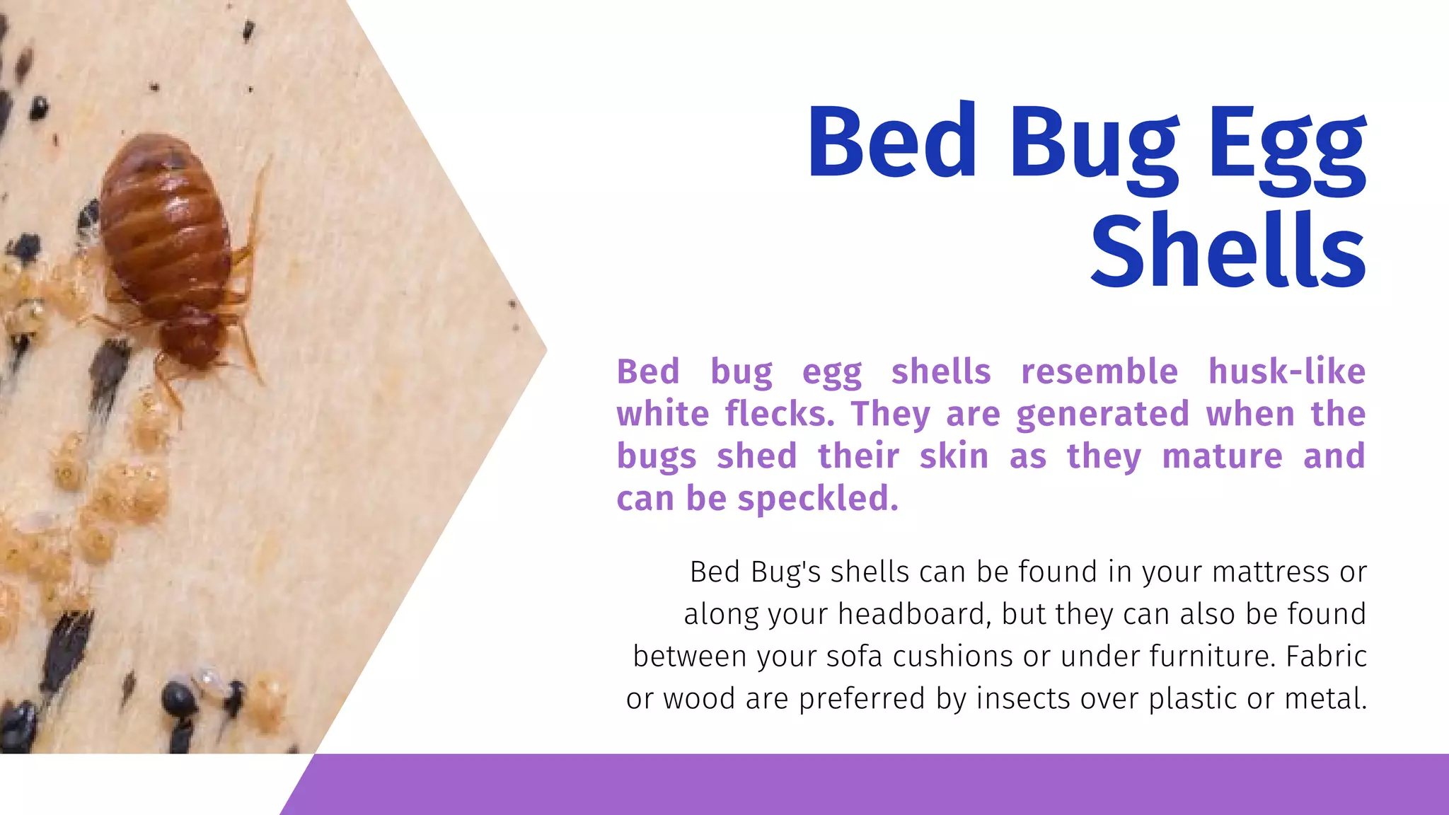 Never Ignore These Early Bed Bugs Signs - Metro Pest Control | PDF