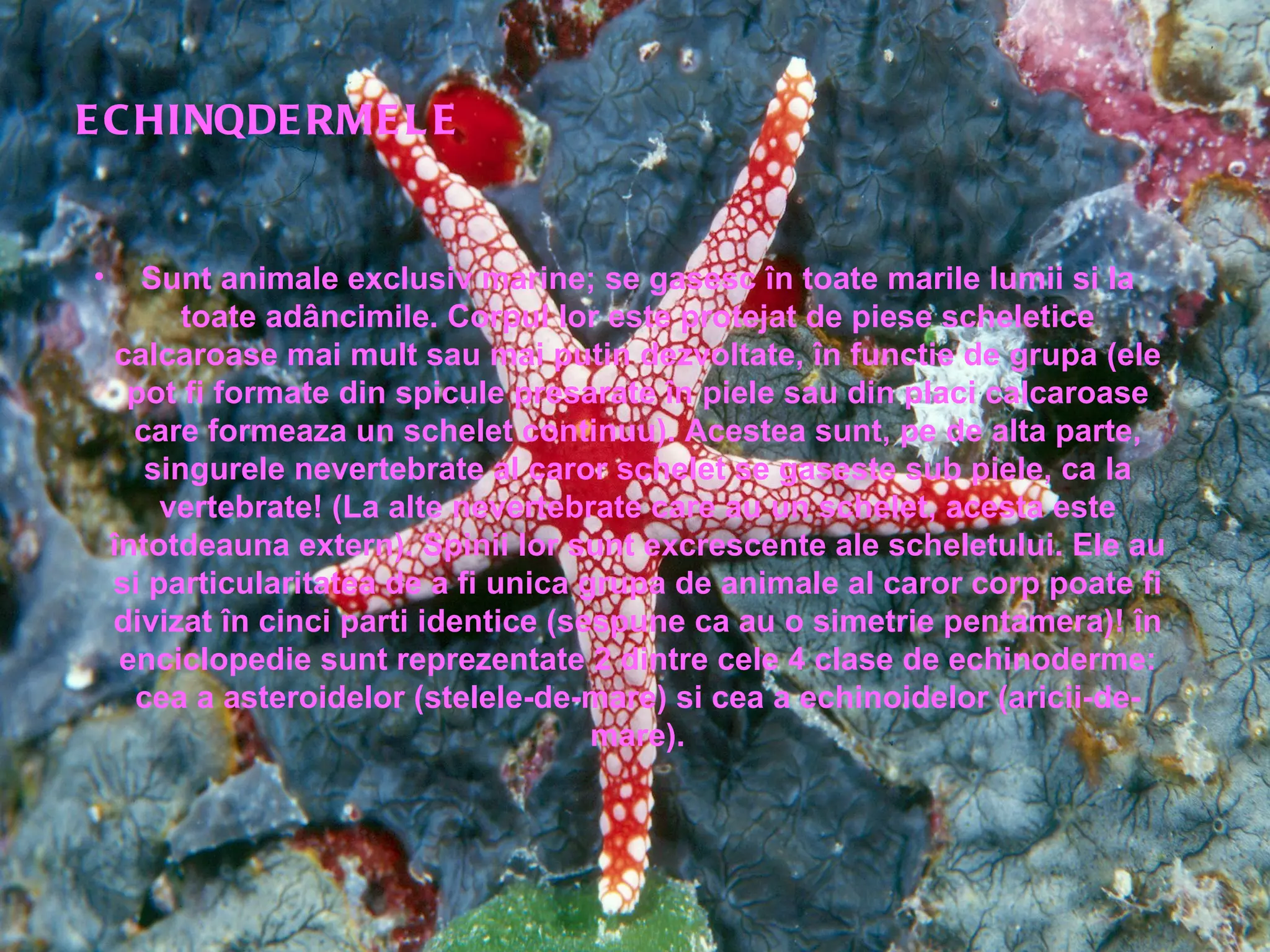 Nevertebratele | PPT