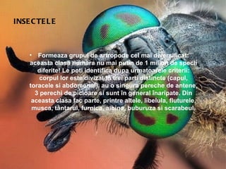Nevertebratele | PPT