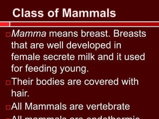 Classes of Amphibians, Reptiles, and Mammals | PPTX