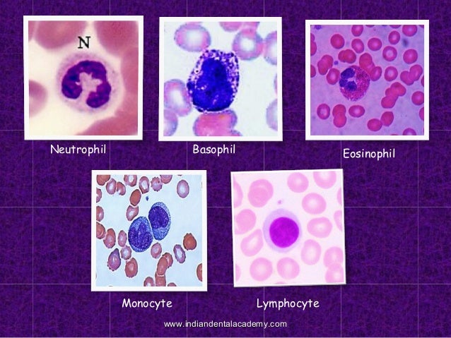 Romanowsky Stain /certified fixed orthodontic courses by Indian denta…