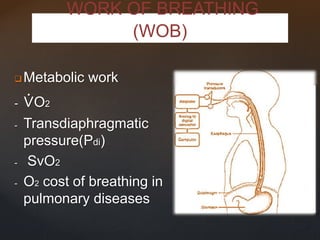 mechanics of ventilation | PPT