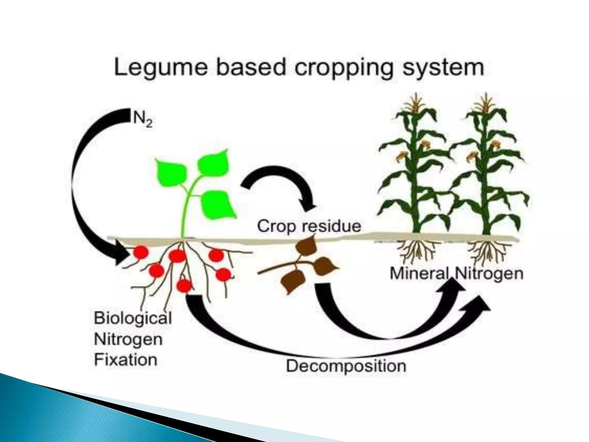 Nitrogen fixation mechanism in legumes | PPTX