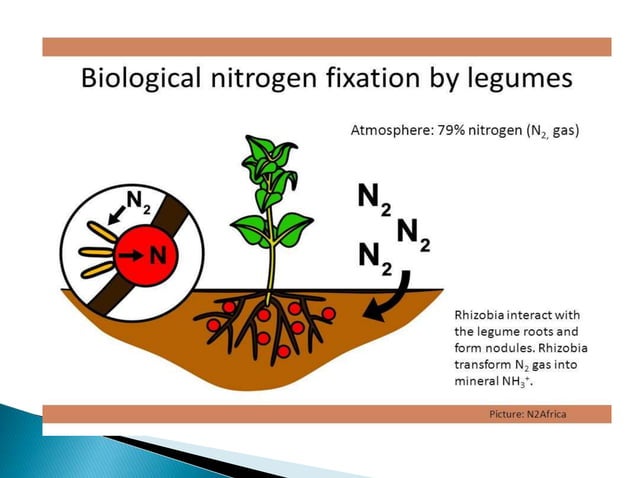 Nitrogen fixation mechanism in legumes