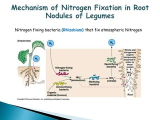 Rhizobium Nitrogen Fixation
