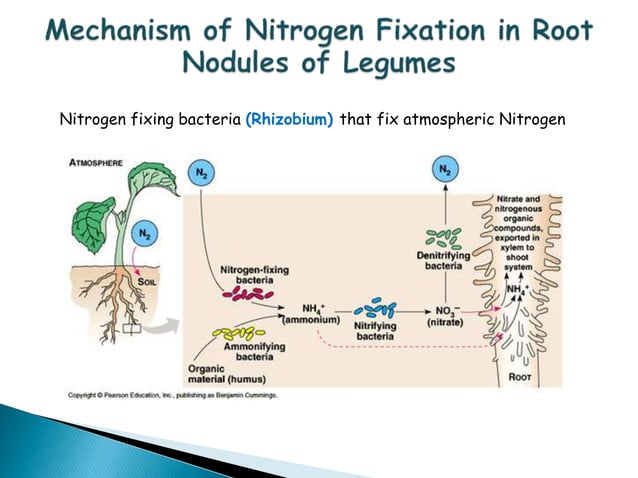 Nitrogen fixation mechanism in legumes