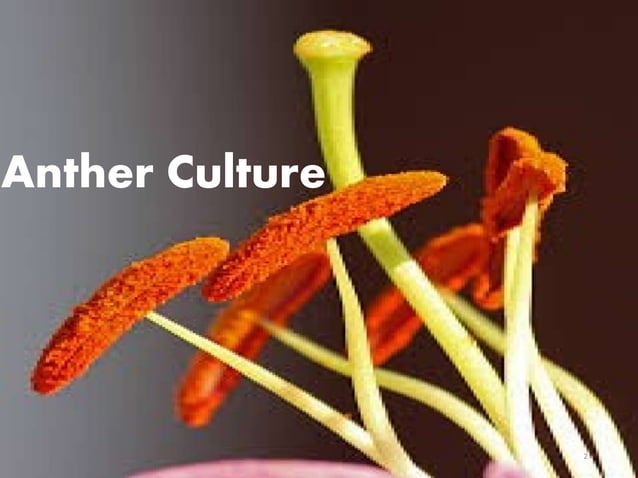 Anther culture in vegetable crops | PPT | Free Download