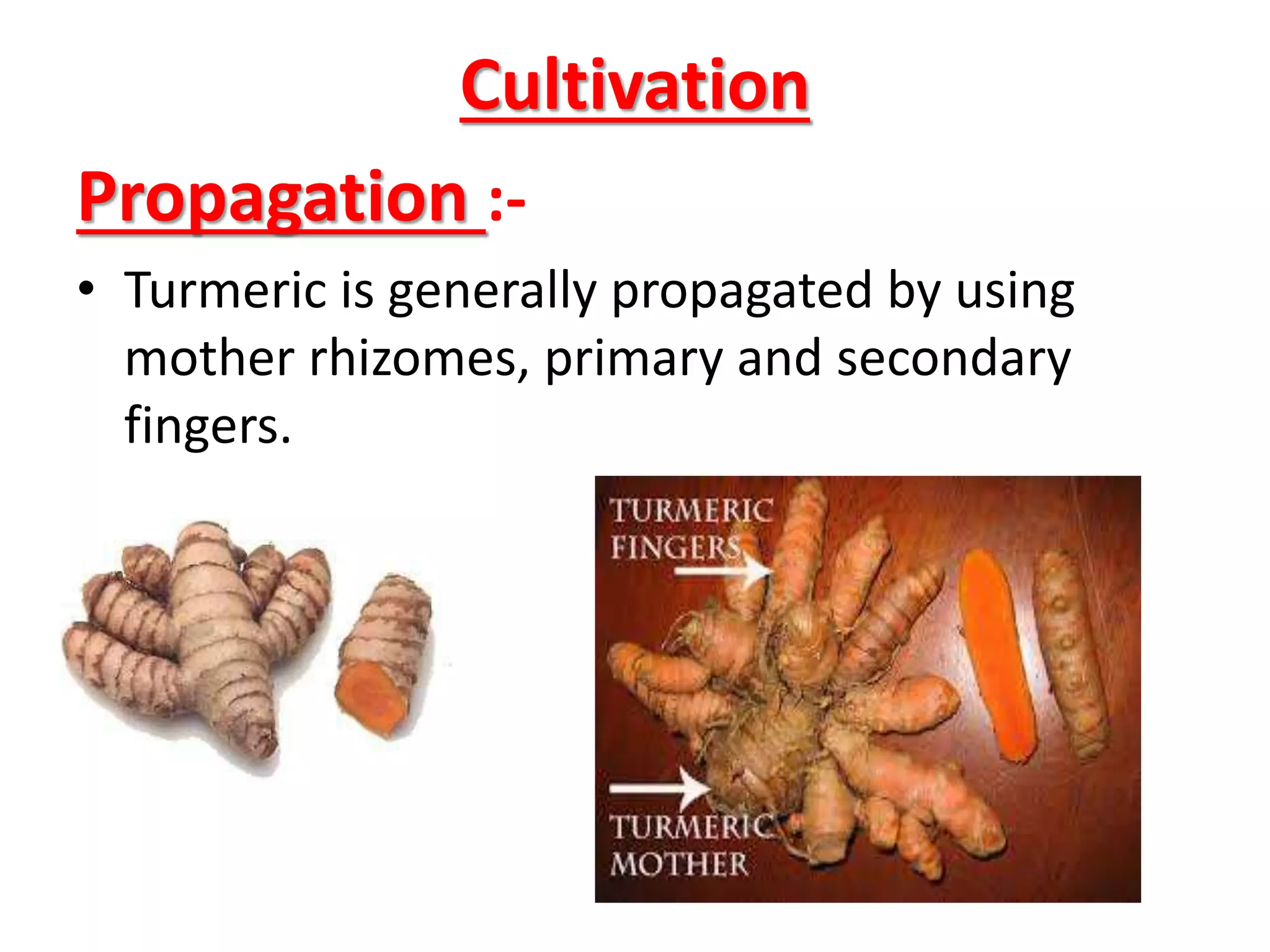 turmeric cultivativation , production technology of turmeric | PPTX