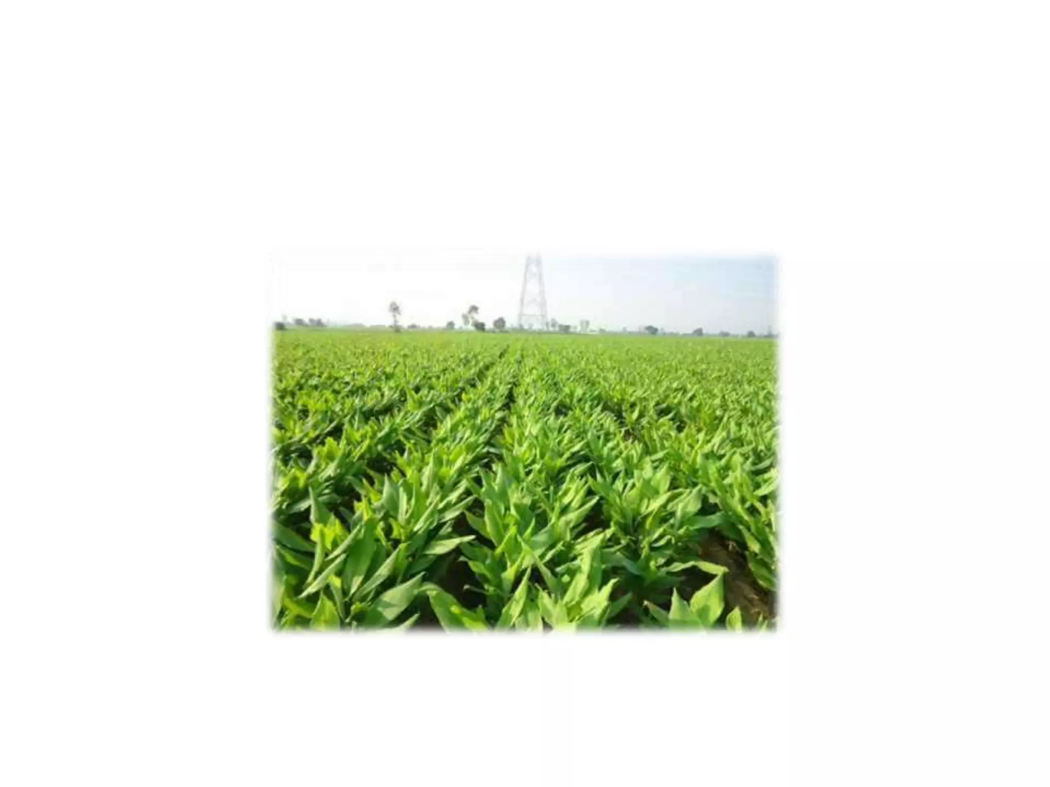 turmeric cultivativation , production technology of turmeric | PPTX