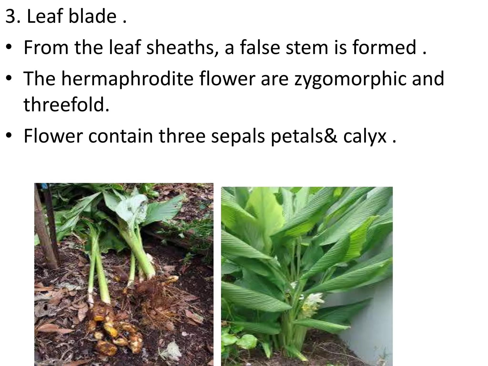 turmeric cultivativation , production technology of turmeric | PPTX