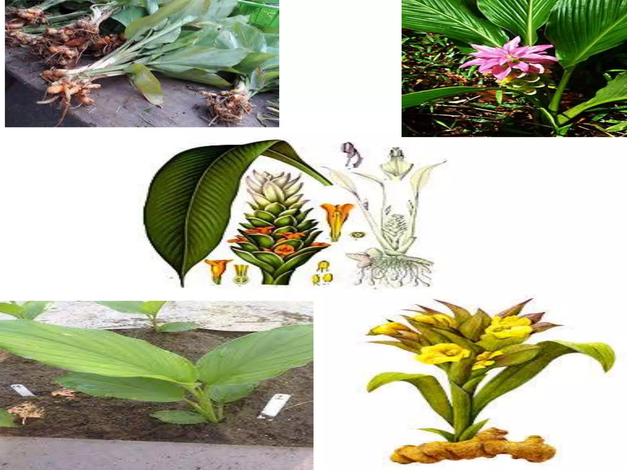 turmeric cultivativation , production technology of turmeric | PPTX