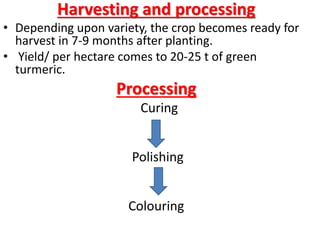 turmeric cultivativation , production technology of turmeric | PPTX
