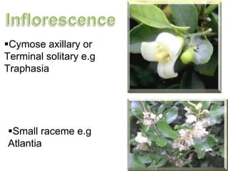 ppt on the family Rutaceae | PPTX