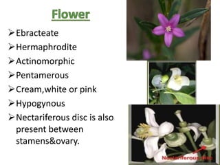 ppt on the family Rutaceae | PPTX