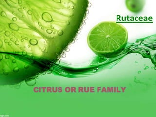 ppt on the family Rutaceae | PPTX