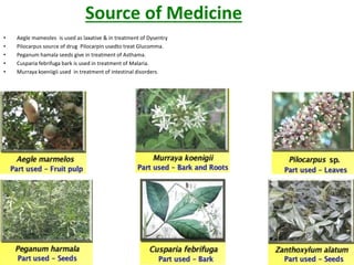 ppt on the family Rutaceae | PPTX
