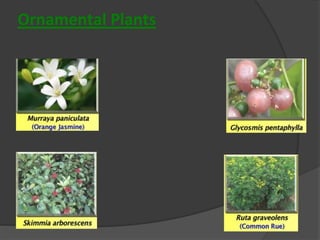 ppt on the family Rutaceae | PPTX