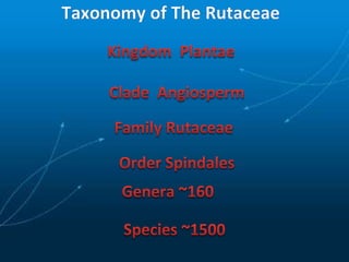 ppt on the family Rutaceae | PPTX