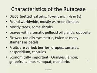 ppt on the family Rutaceae | PPTX