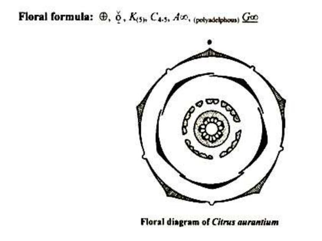 ppt on the family Rutaceae