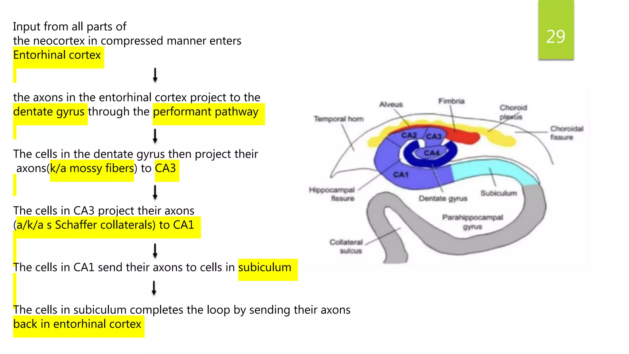 anatomy and physiology of temporal lobe | PPTX