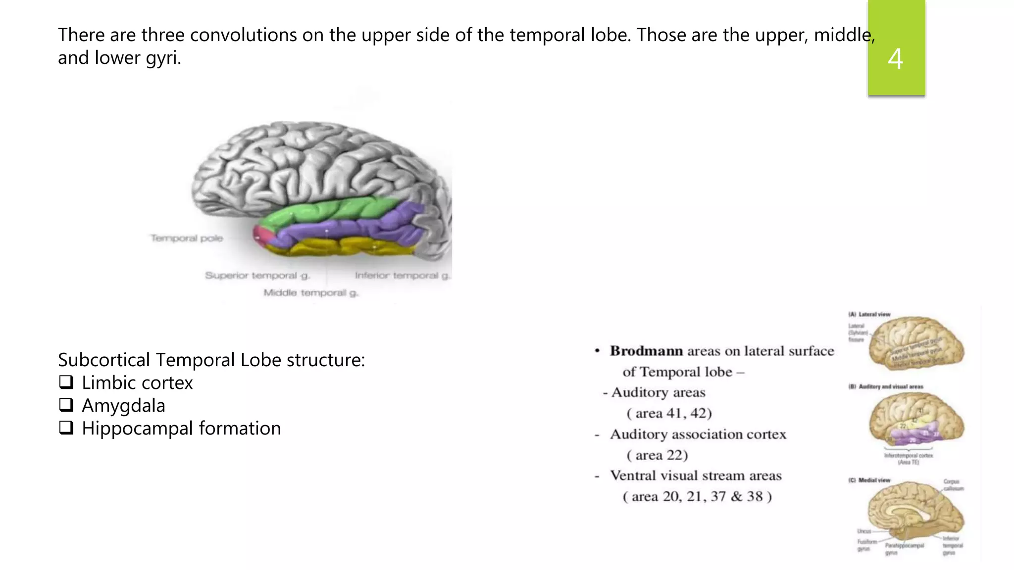anatomy and physiology of temporal lobe | PPTX