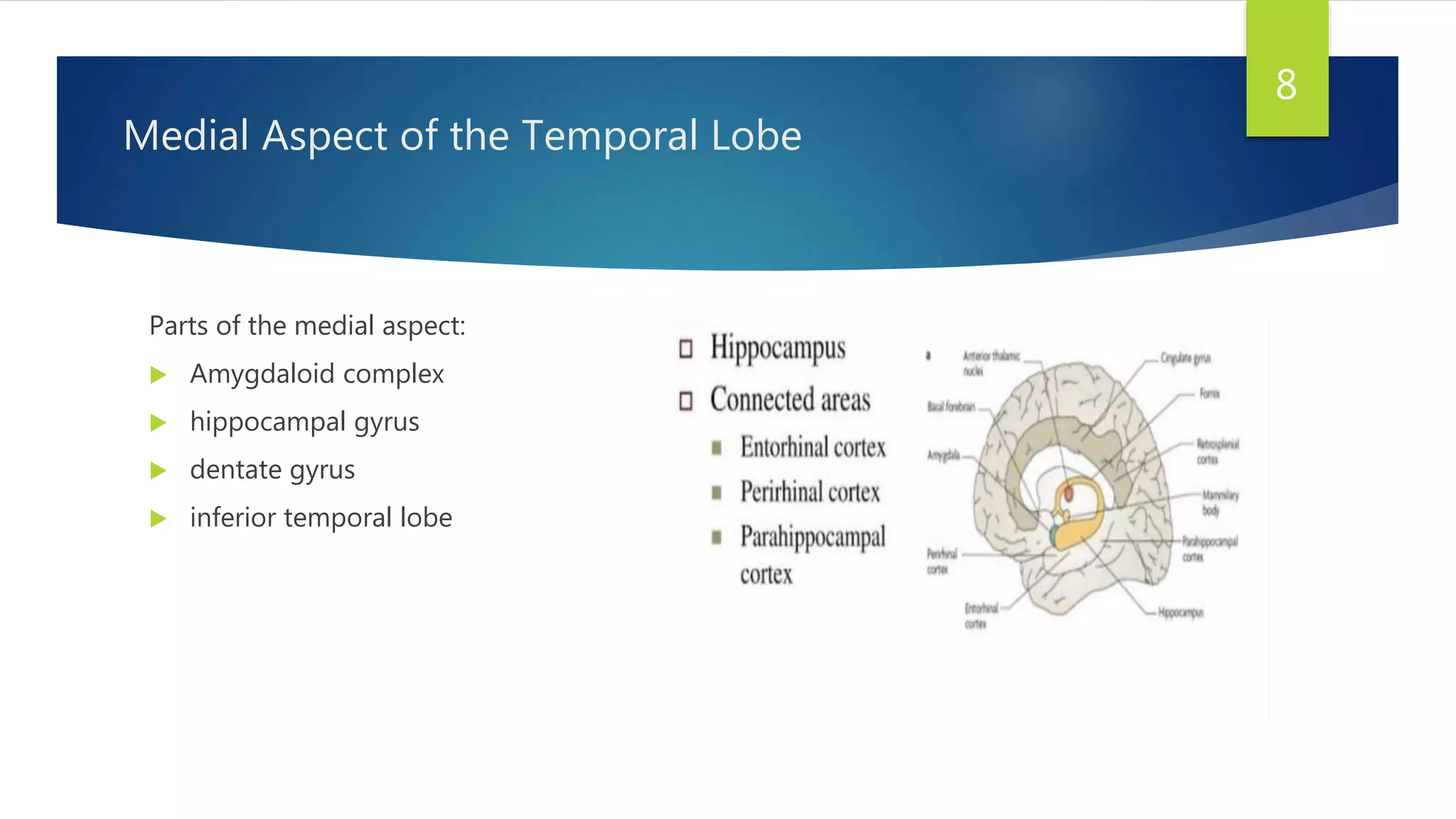 anatomy and physiology of temporal lobe | PPTX