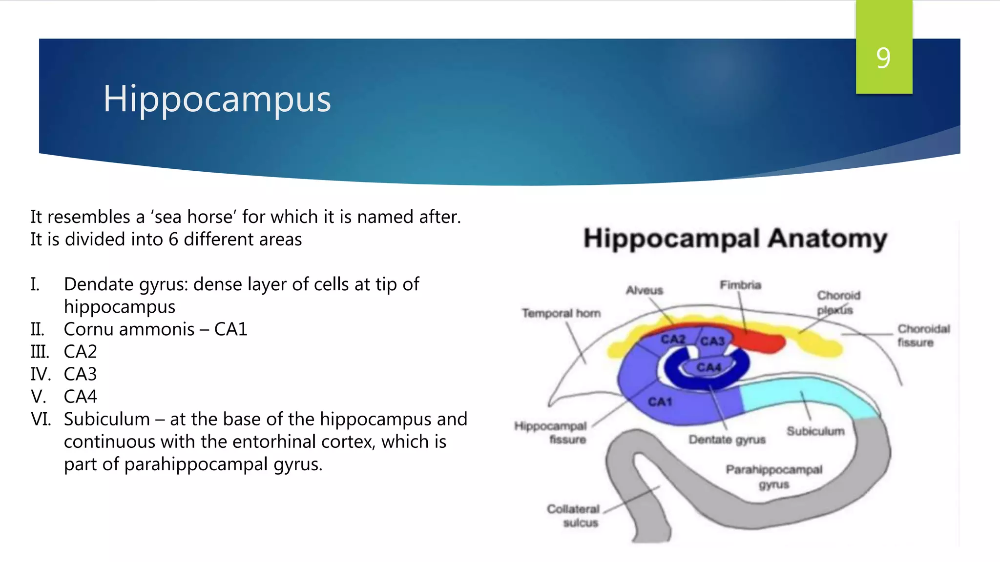 anatomy and physiology of temporal lobe | PPTX