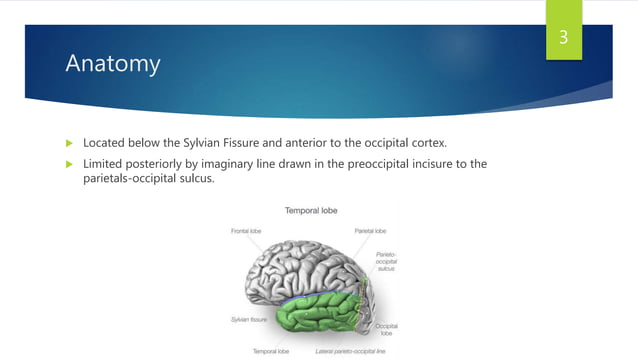 anatomy and physiology of temporal lobe | PPTX | Brain and Nervous ...