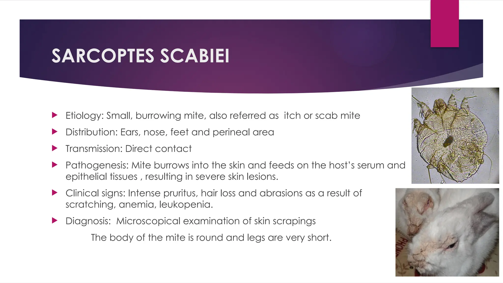 Power point presentations on animals and parasites | PPTX