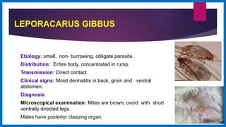 Power point presentations on animals and parasites | PPTX