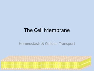 new bacterial cell membrane transport.14.pptx