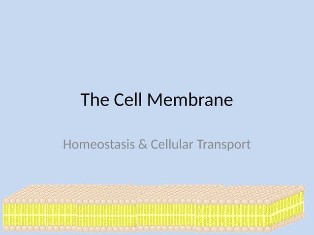 new bacterial cell membrane transport.14.pptx