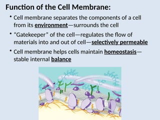 new bacterial cell membrane transport.14.pptx