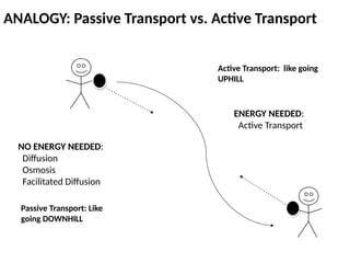 new bacterial cell membrane transport.14.pptx