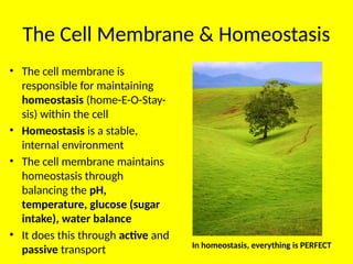 new bacterial cell membrane transport.14.pptx