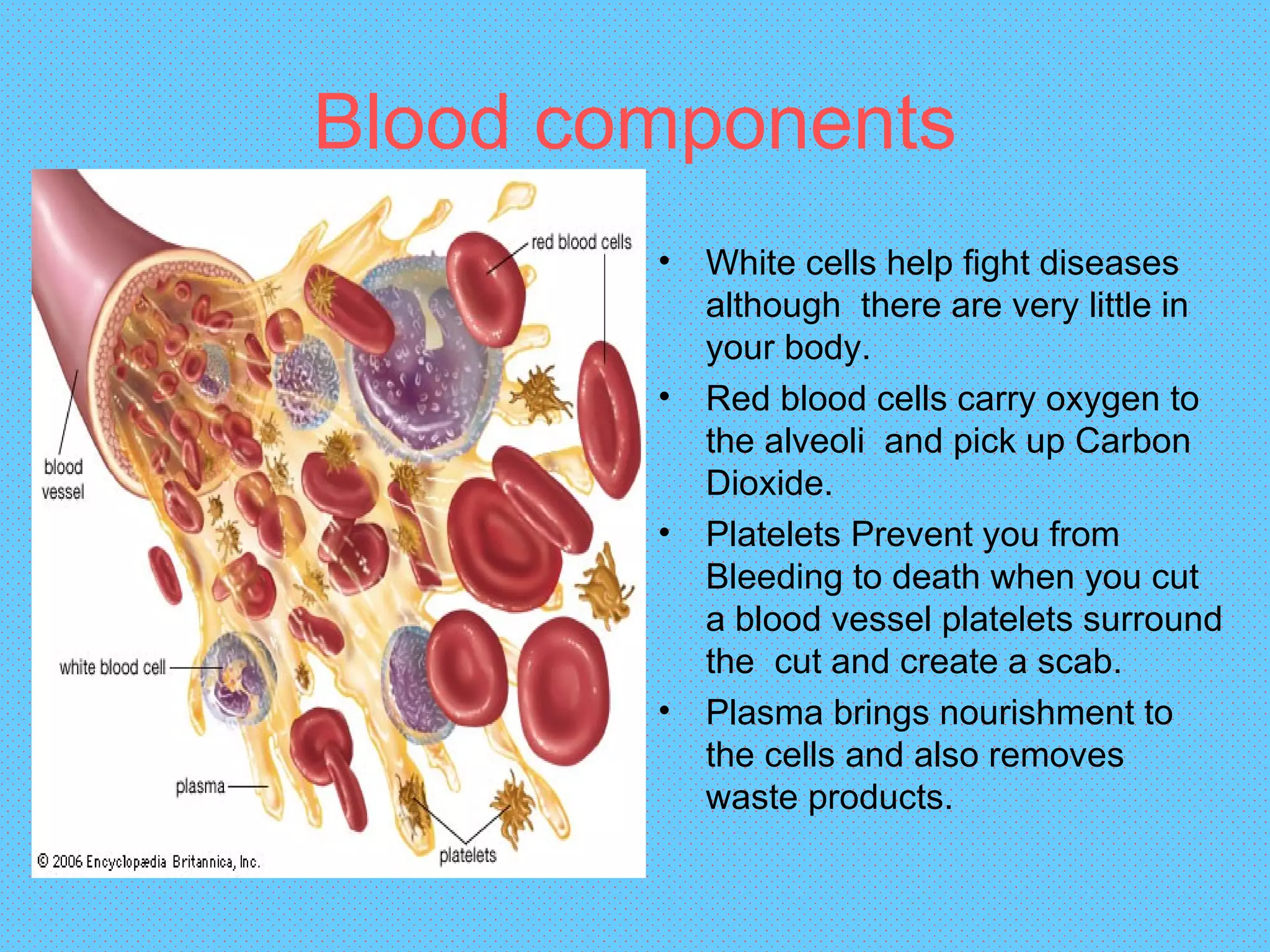 The Blood | PPT