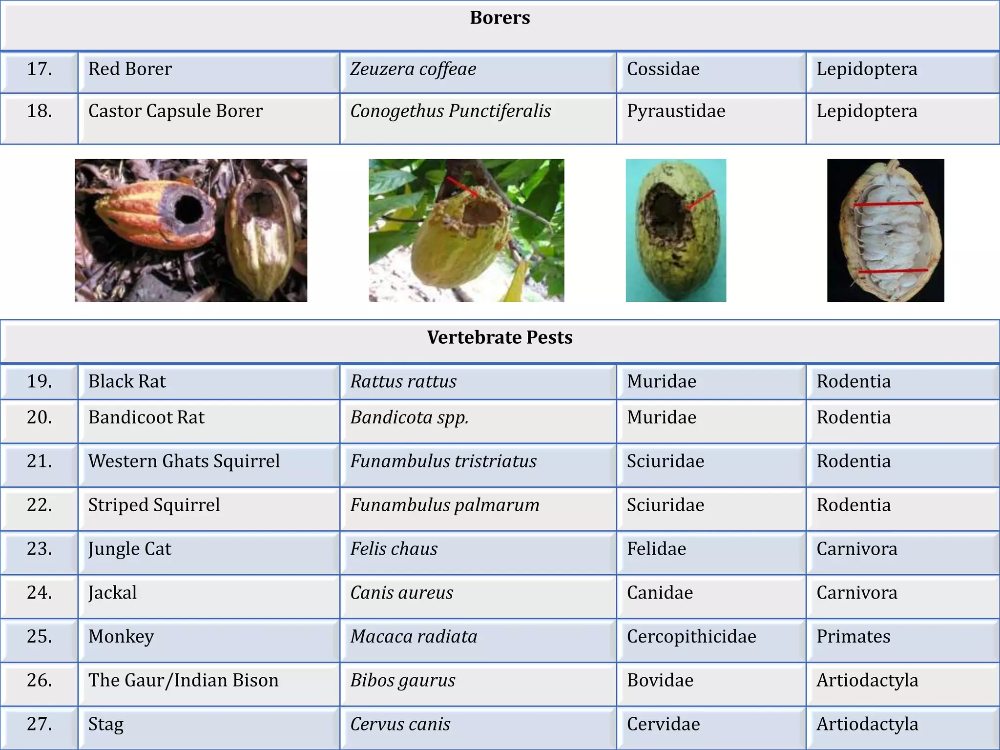 Pests of cocoa ( Theobroma cacao) | PPT