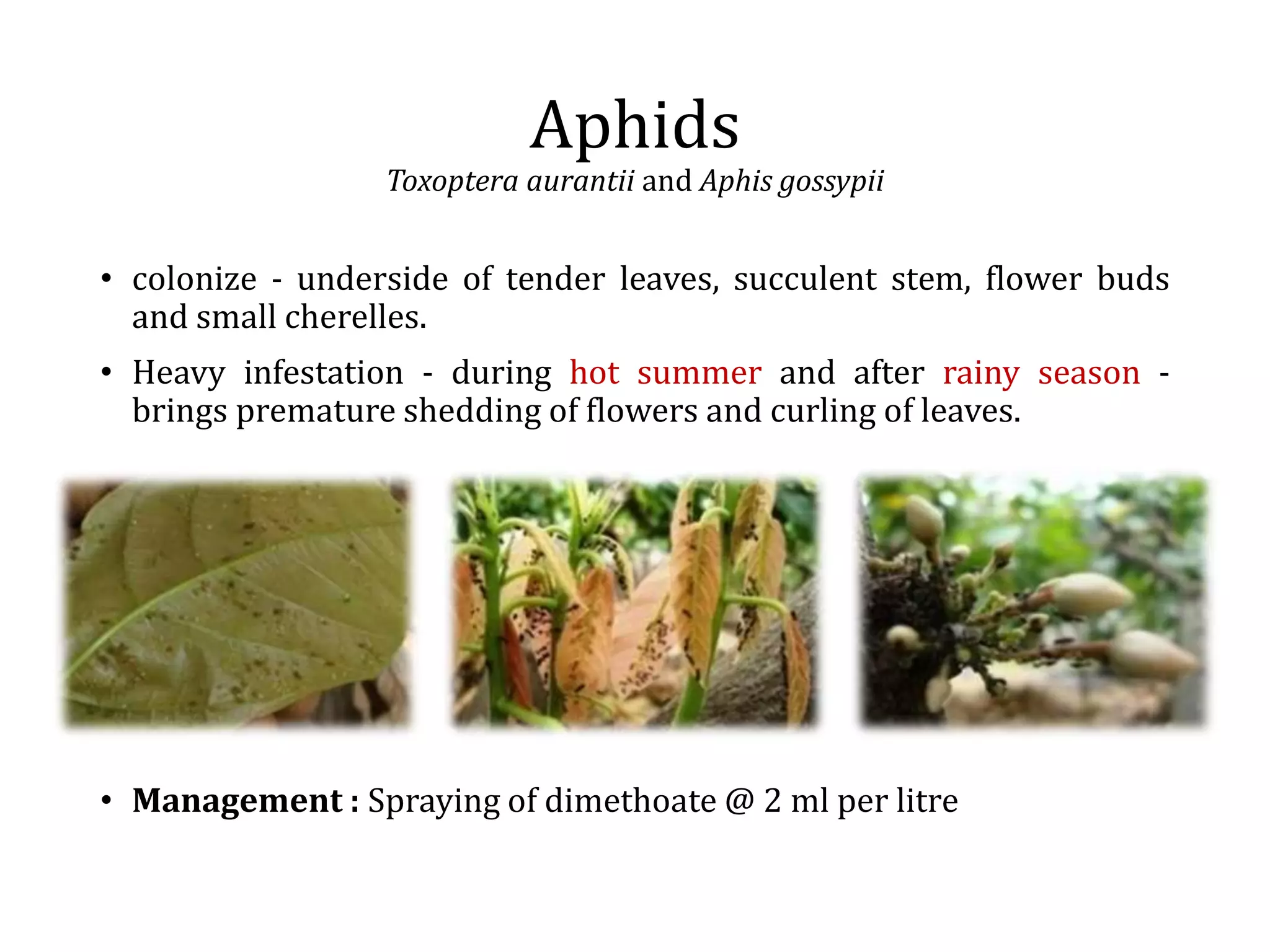 Pests of cocoa ( Theobroma cacao) | PPTX