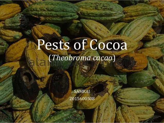Pests of cocoa ( Theobroma cacao)