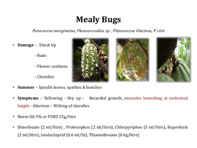 Pests of cocoa ( Theobroma cacao)