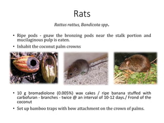 pests of cocoa ( Theobroma caco) | PPTX