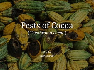 pests of cocoa ( Theobroma caco) | PPTX