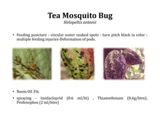 pests of cocoa ( Theobroma caco) | PPTX