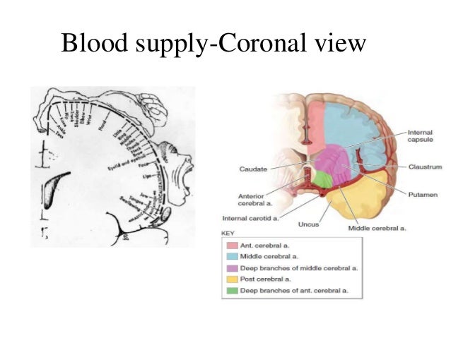 localization of stroke, CVS, stroke, for post graduates
