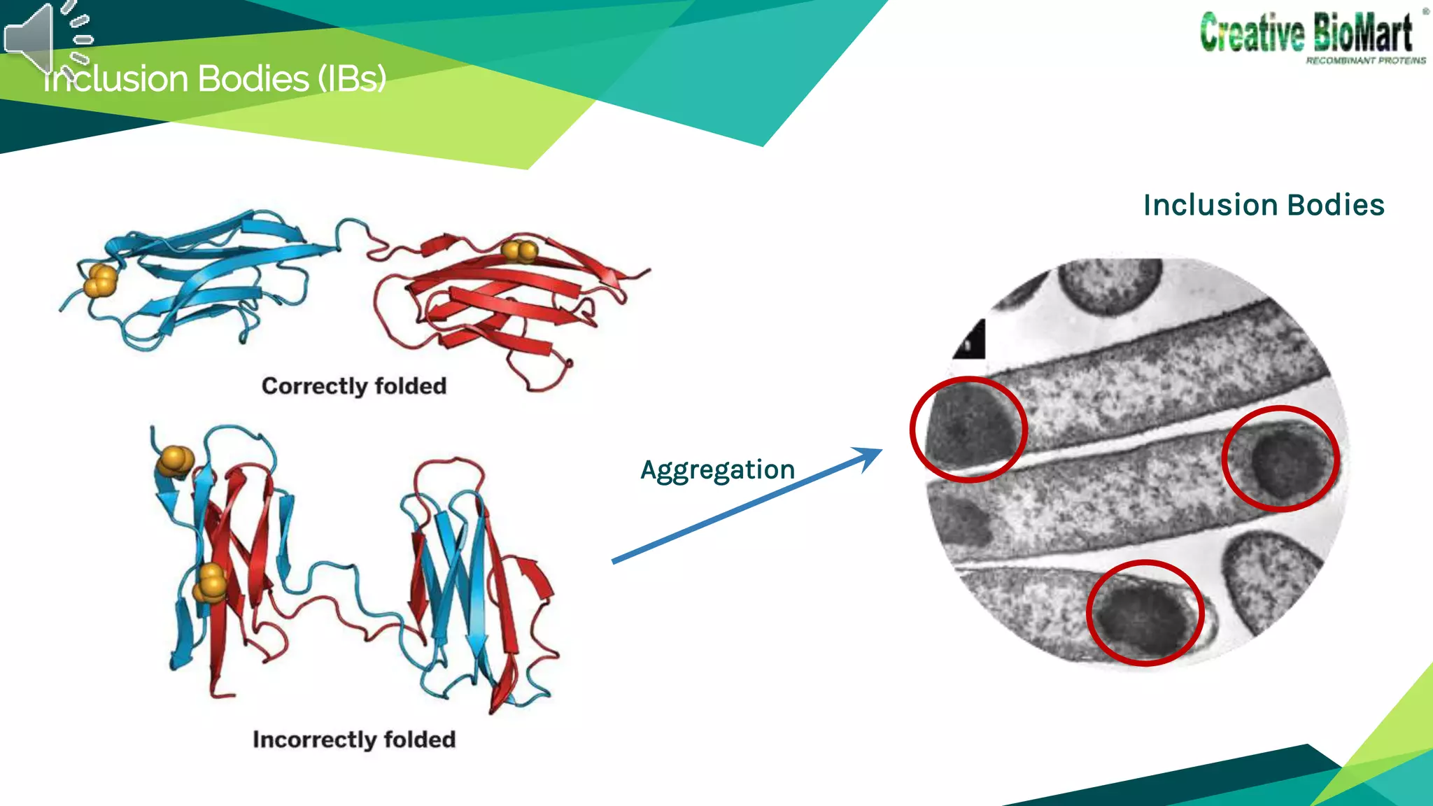 Refolding of inclusion body proteins from e. coli | PPTX